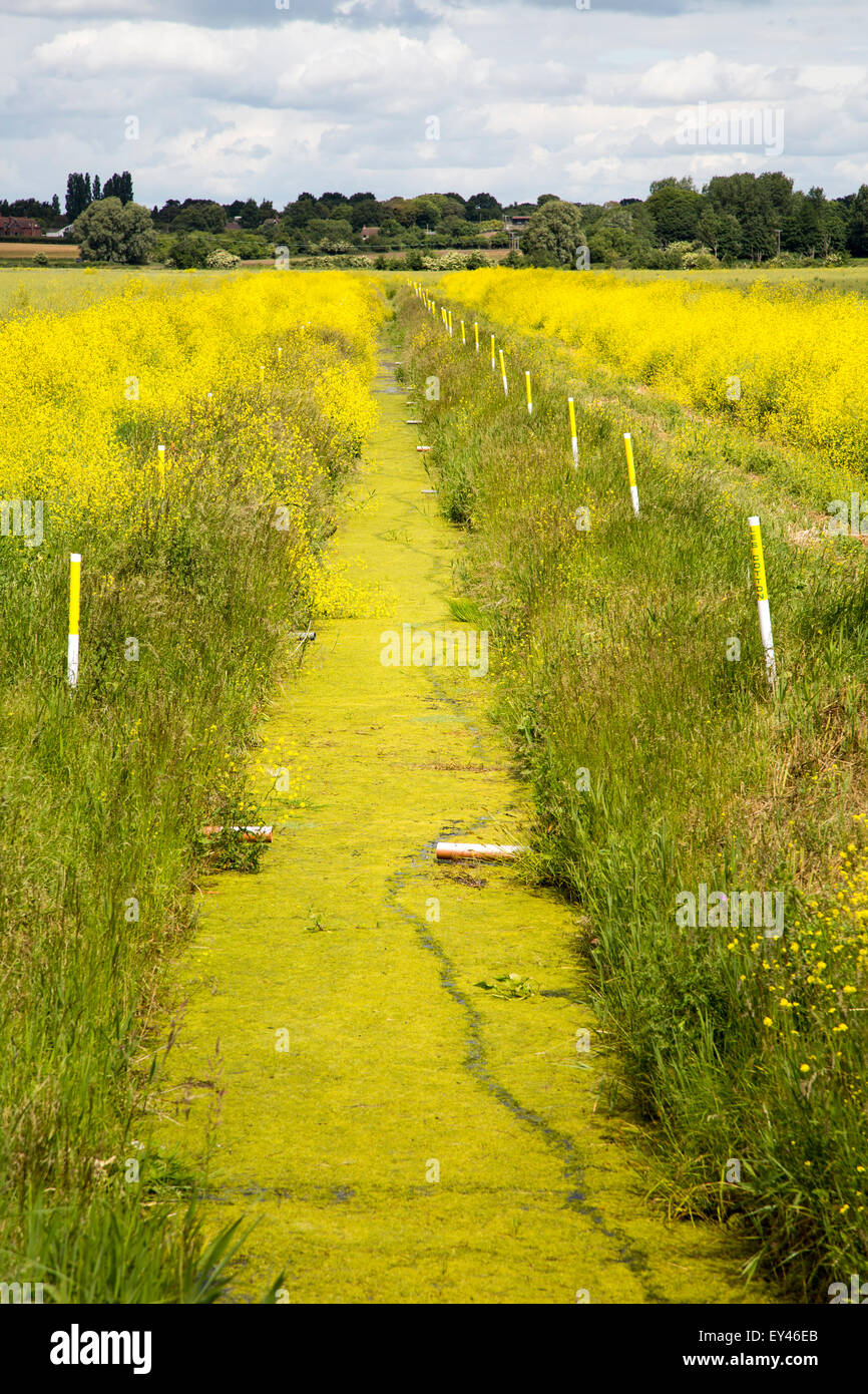 Ditch Weed Stock Photos & Ditch Weed Stock Images - Alamy