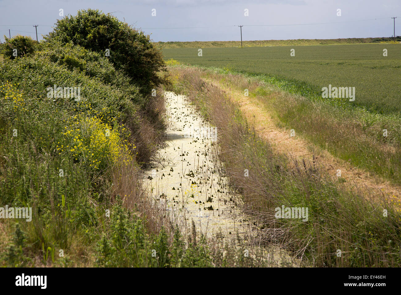 Ditch weed hi-res stock photography and images - Alamy