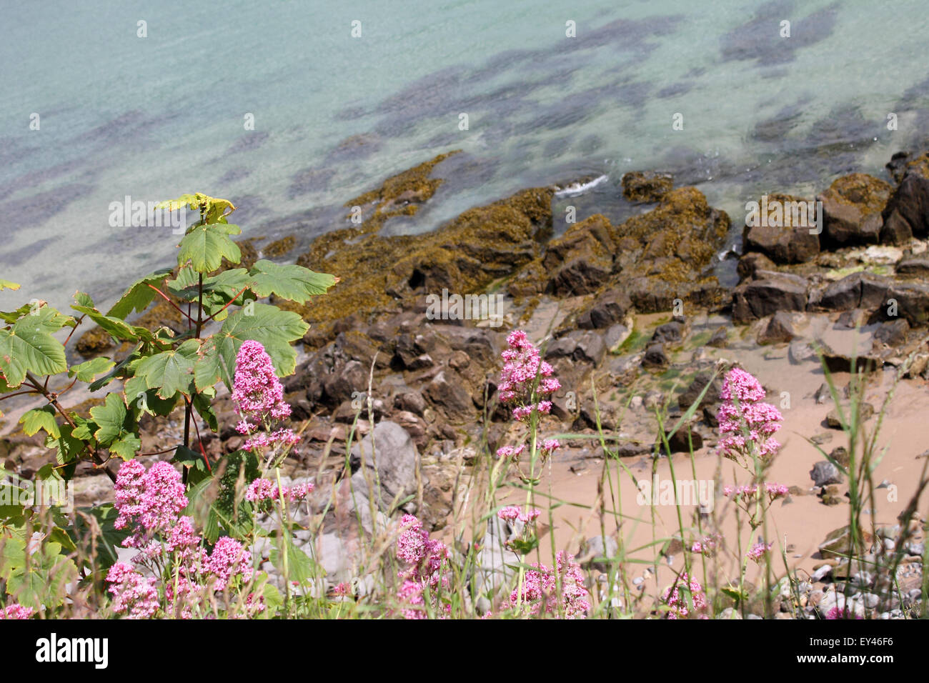 Wildflowers at Priory Bay, Caldey Island, Pembrokeshire, Wales. UK ...