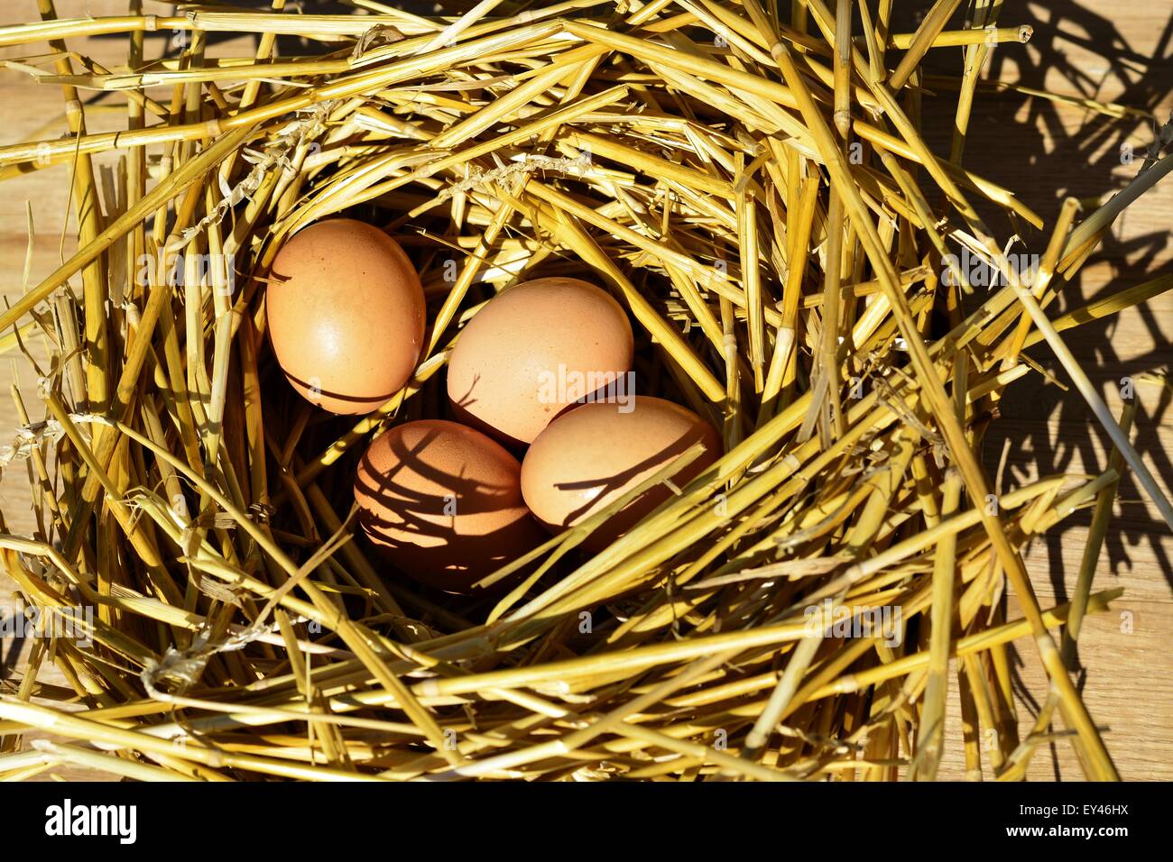 Eggs in the nest Stock Photo - Alamy
