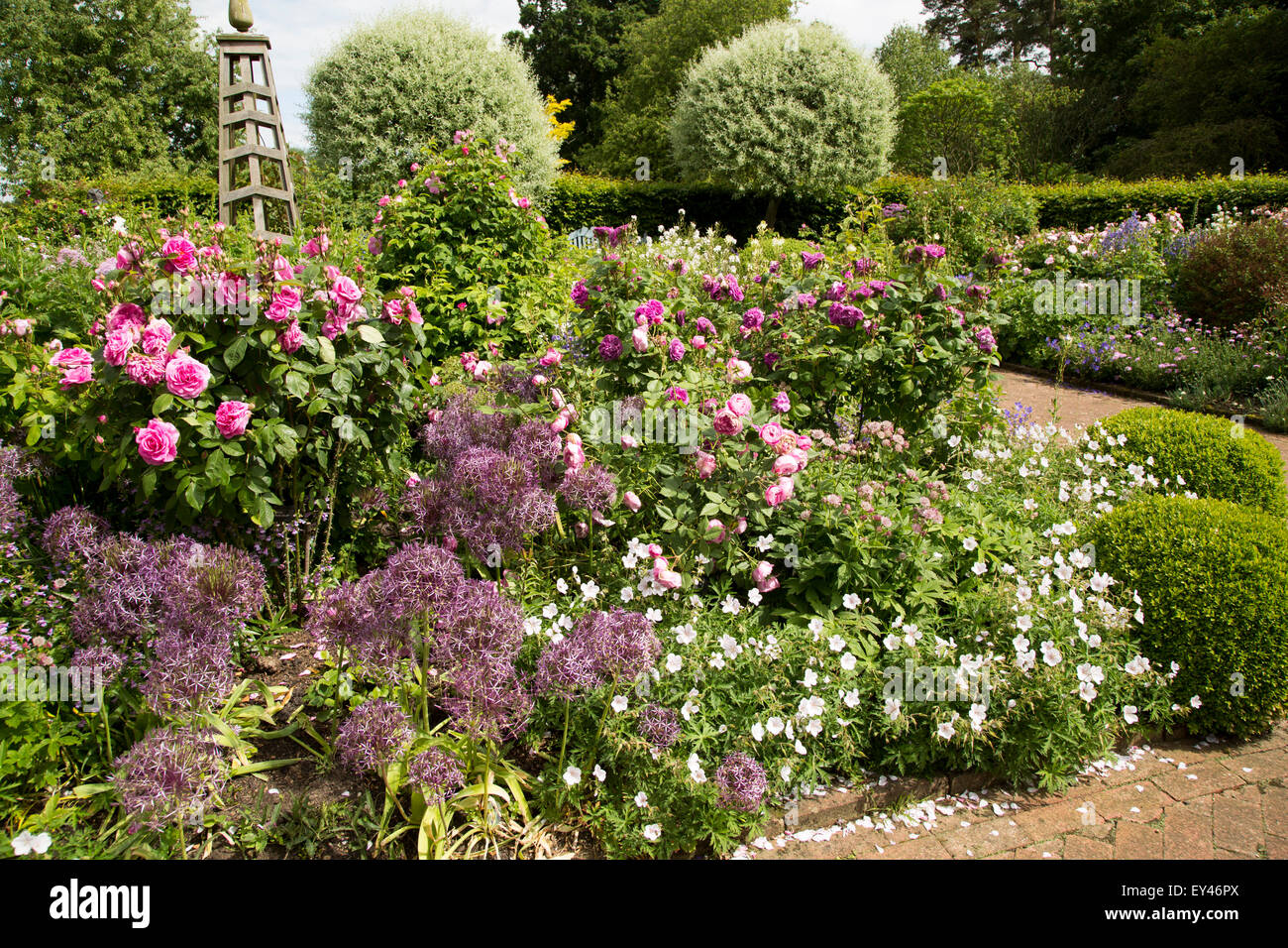Roses in england hi-res stock photography and images - Alamy