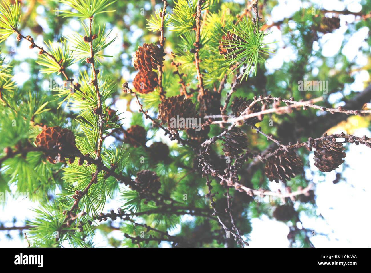 Tree filled hi-res stock photography and images - Alamy