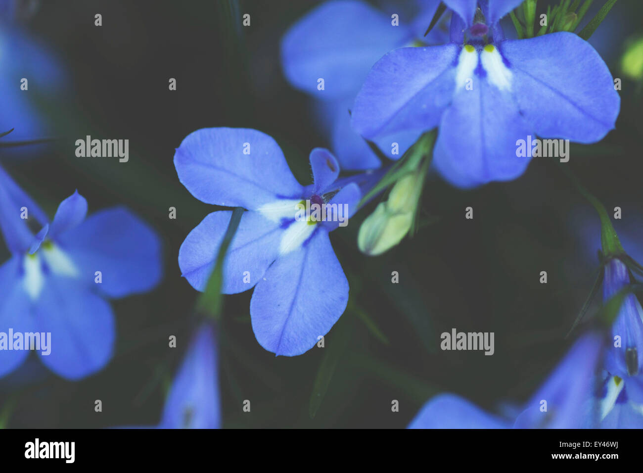 Lobelia Annual Flower in its planter in early Summer Stock Photo - Alamy