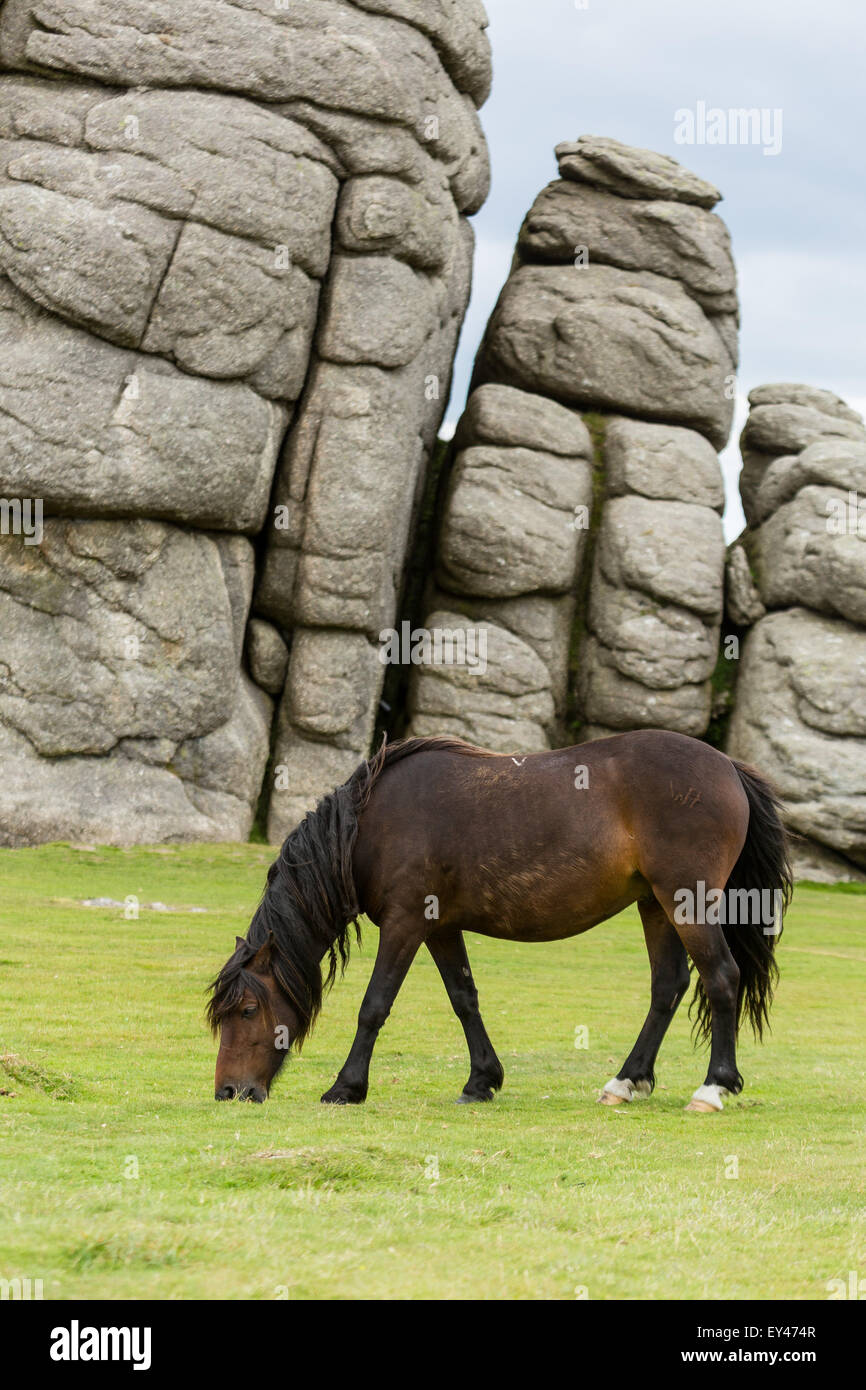 Native ponies grazing at Haytor Rock, Dartmoor Park, Devon, UK Stock ...