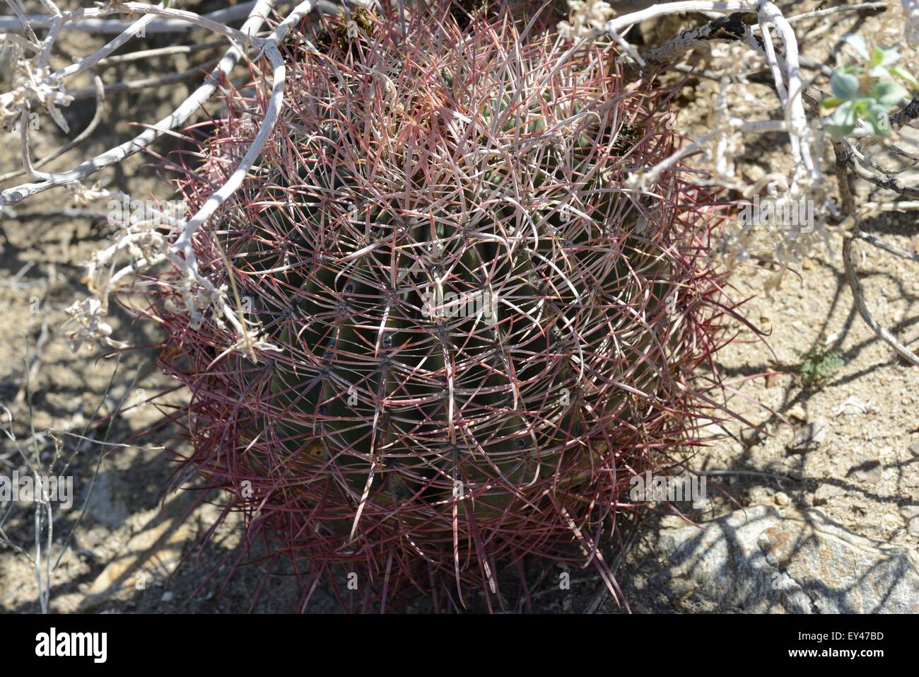 California Barrel Cactus Stock Photo - Alamy