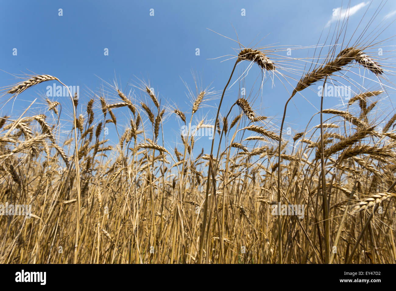 Wheat yellow field, close up Stock Photo - Alamy