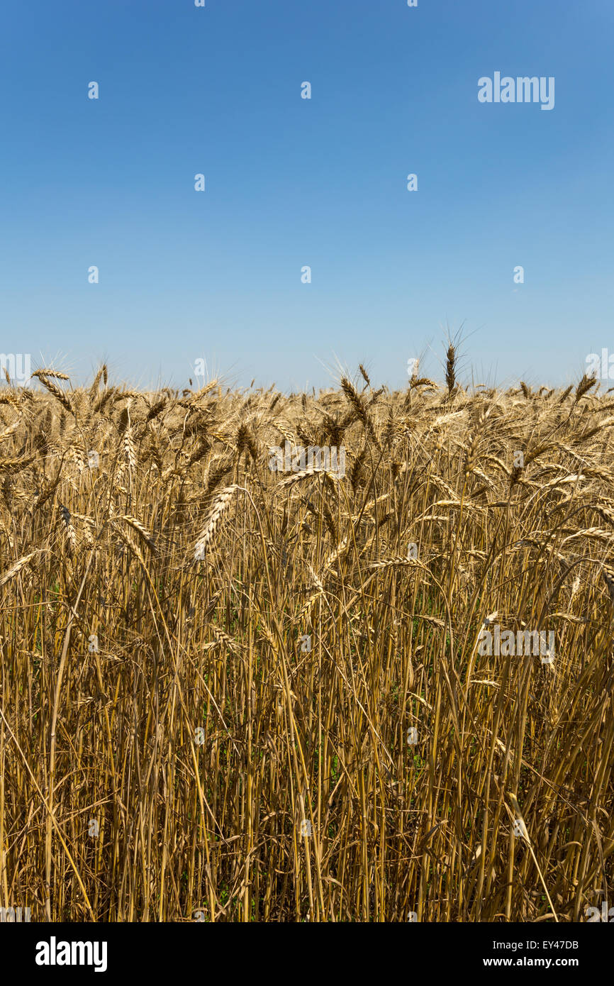 Wheat yellow field, close up Stock Photo - Alamy