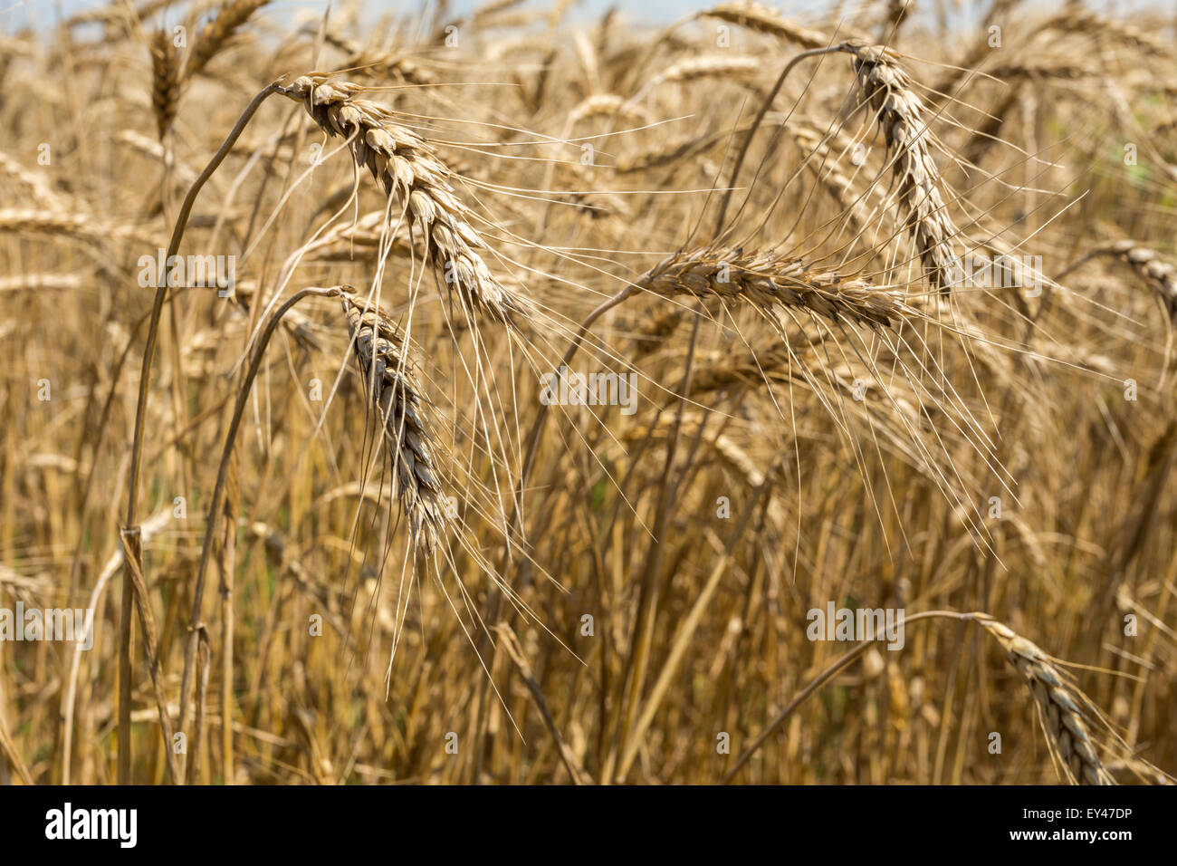 Wheat yellow field, close up Stock Photo - Alamy