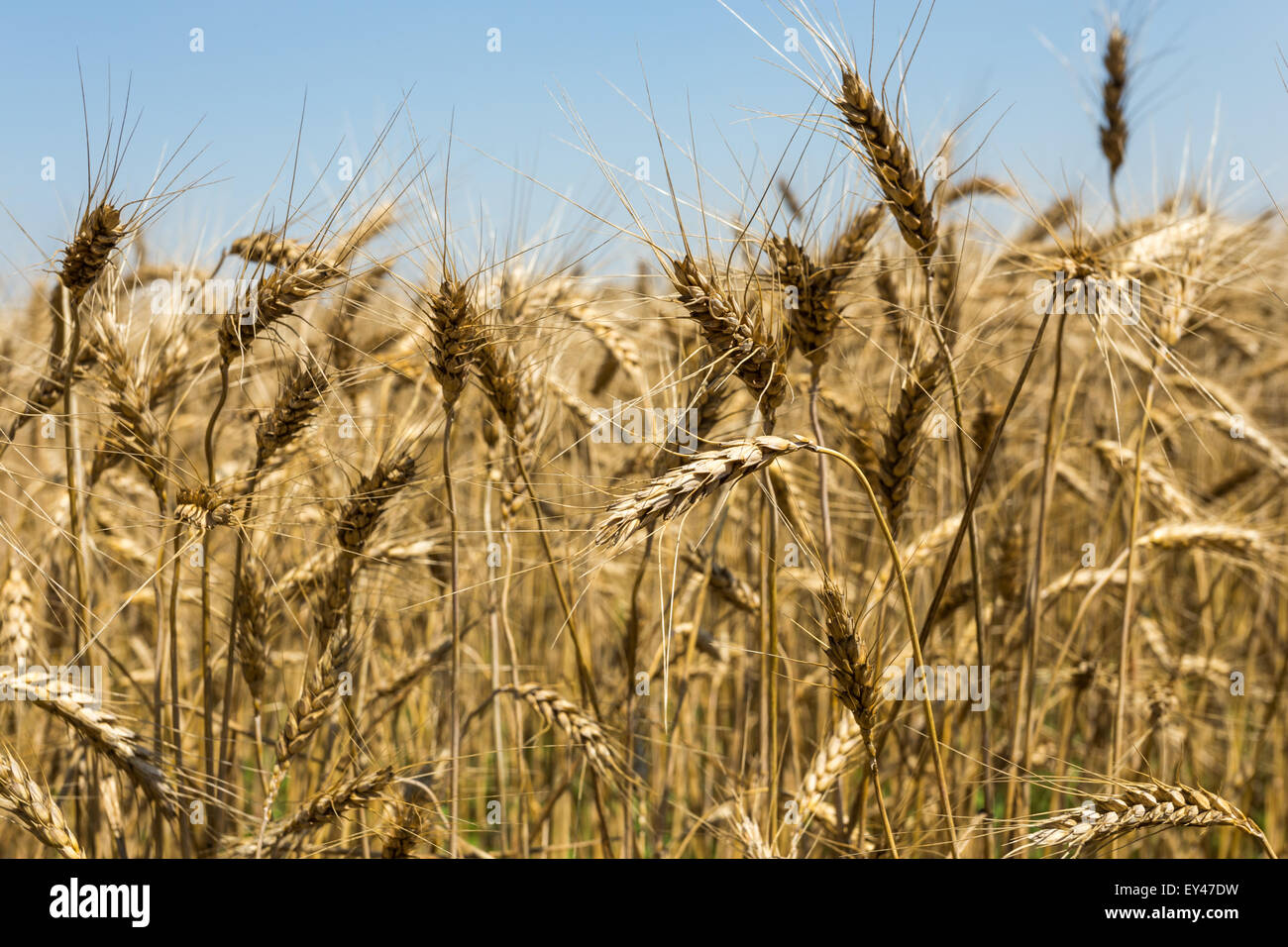 Wheat yellow field, close up Stock Photo - Alamy