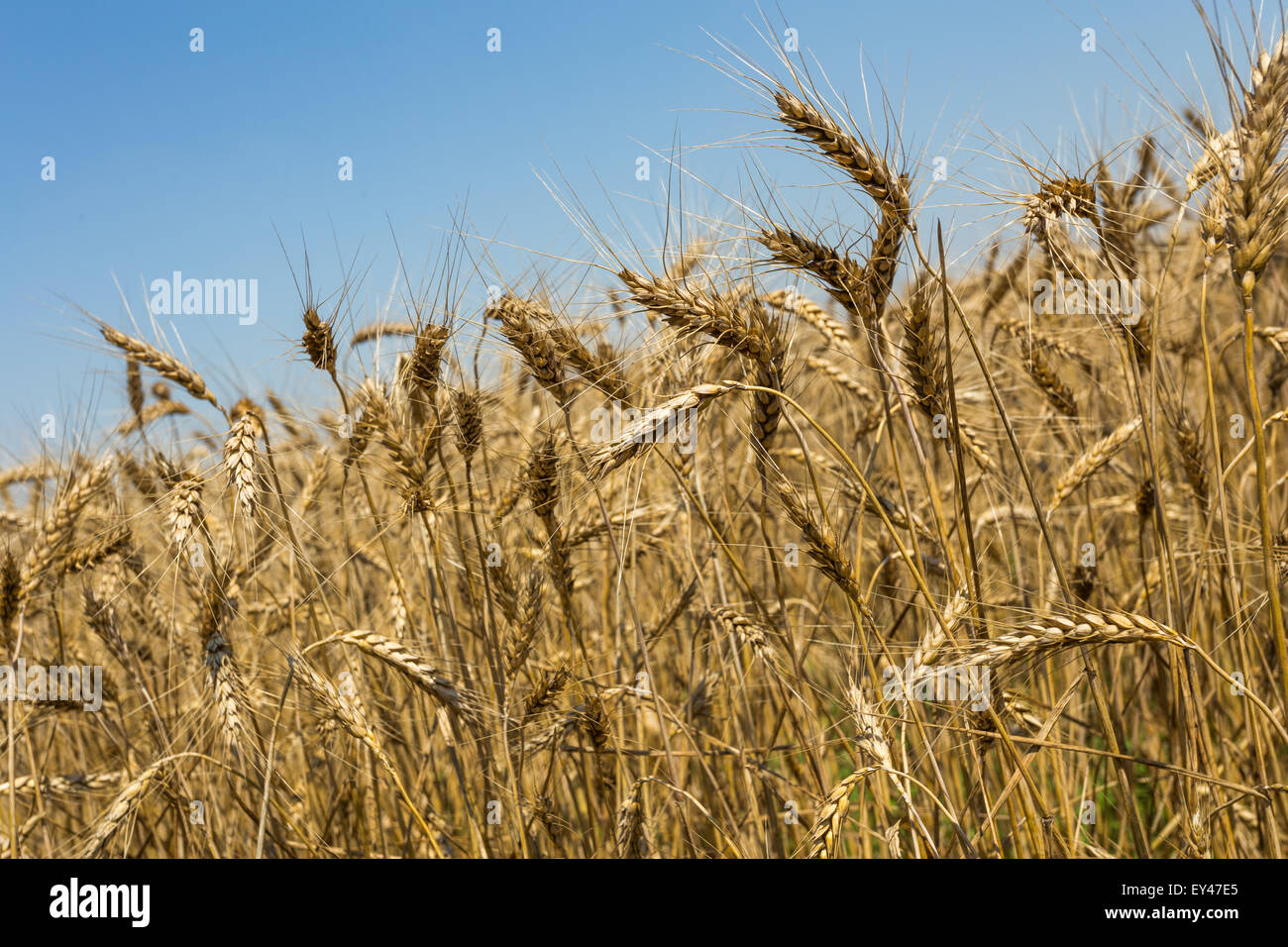 Crop harvest yellow field wheat hi-res stock photography and images - Alamy