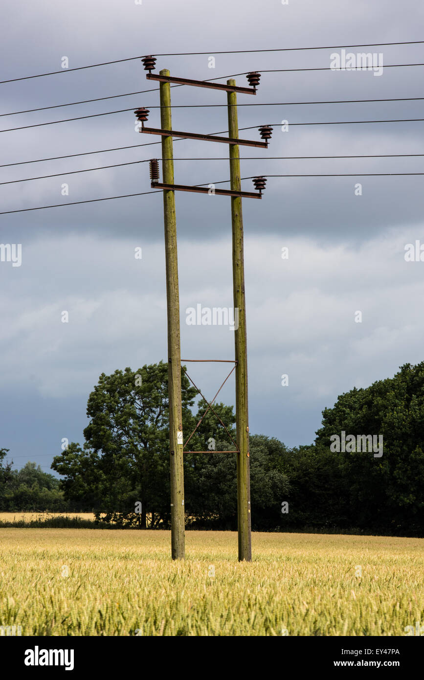 corn field with telegraph pole and overhead electric cables 20th july ...