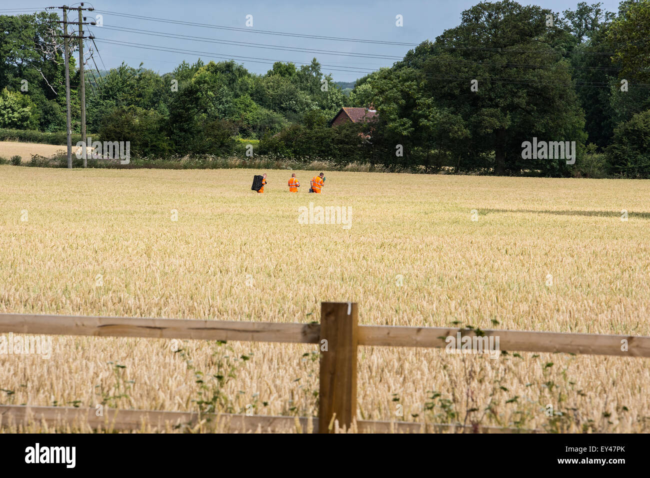 corn field with workmen in orange boiler suits working on powerlines ...