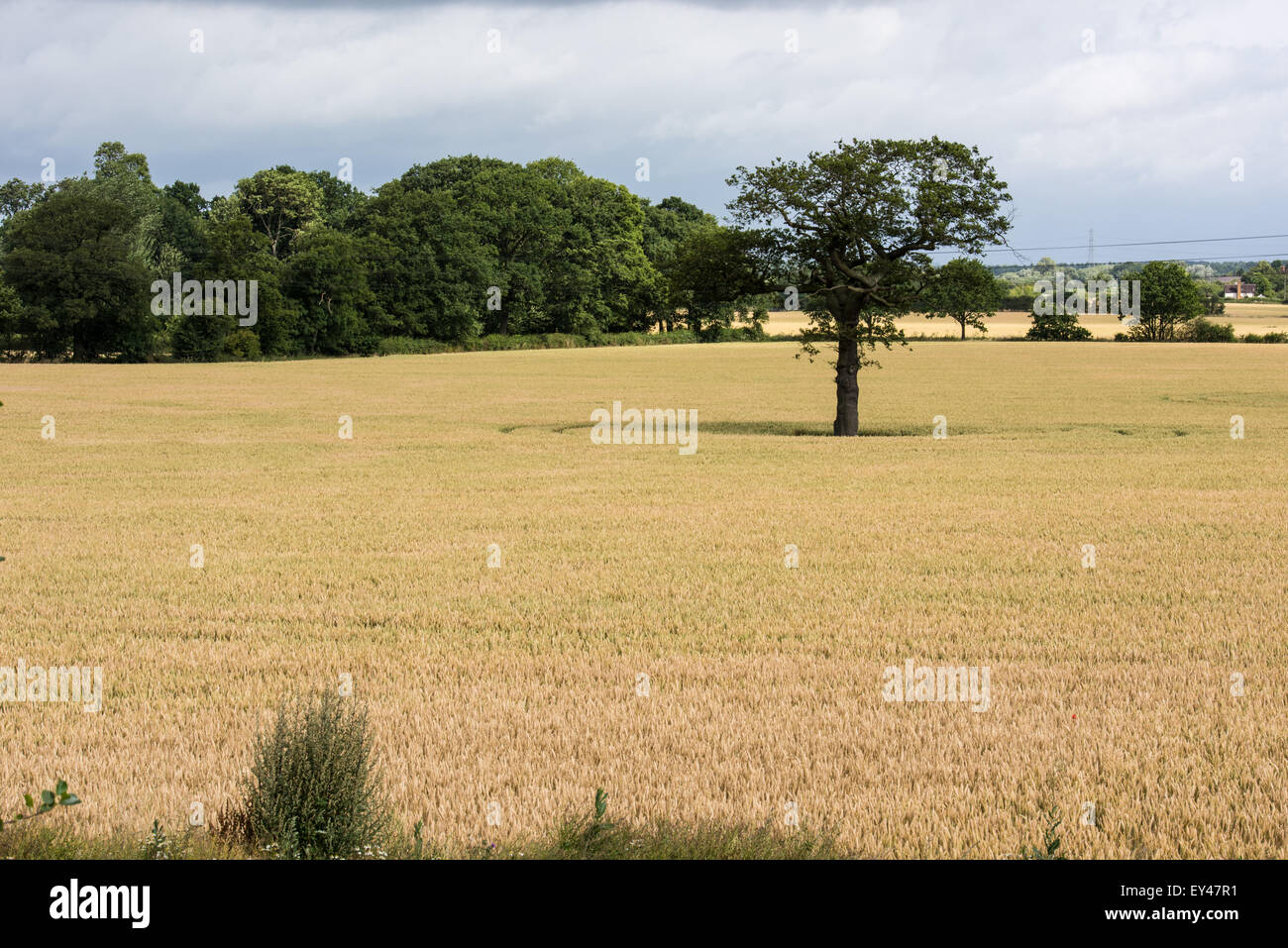 corn field with a single tree in shropshire 20th july 2015 uk Stock ...