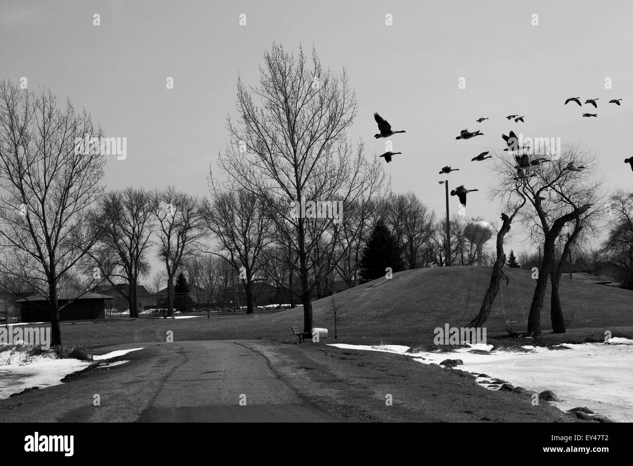 A walk in the park, with geese flying away Stock Photo - Alamy