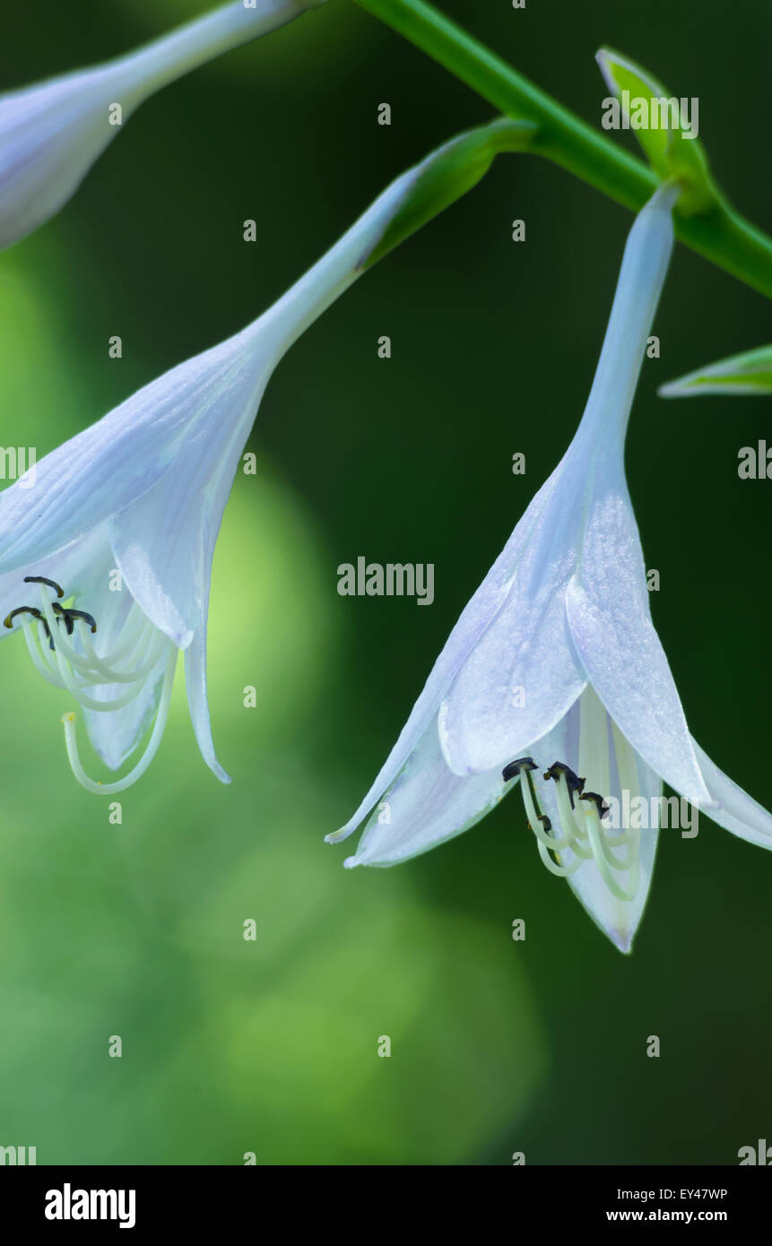 flower closeup or macro of hosta plant showing anthers and stamens ...