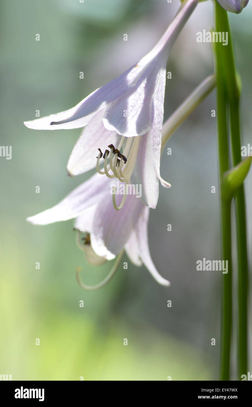 pink hosta flower closeup or macro showing anthers and stamens Stock ...