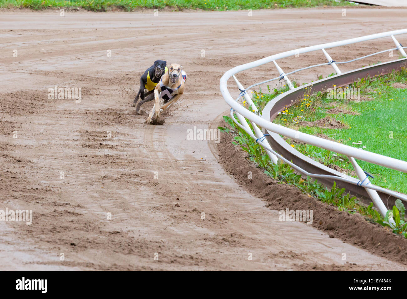 Greyhound dogs racing Stock Photo - Alamy