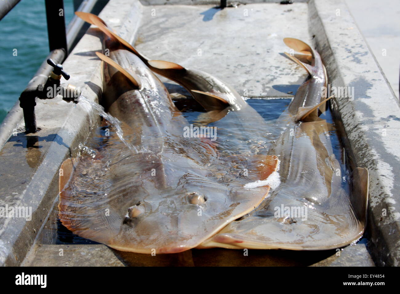 Fish!! Huntington Beach, southern California USA Stock Photo - Alamy