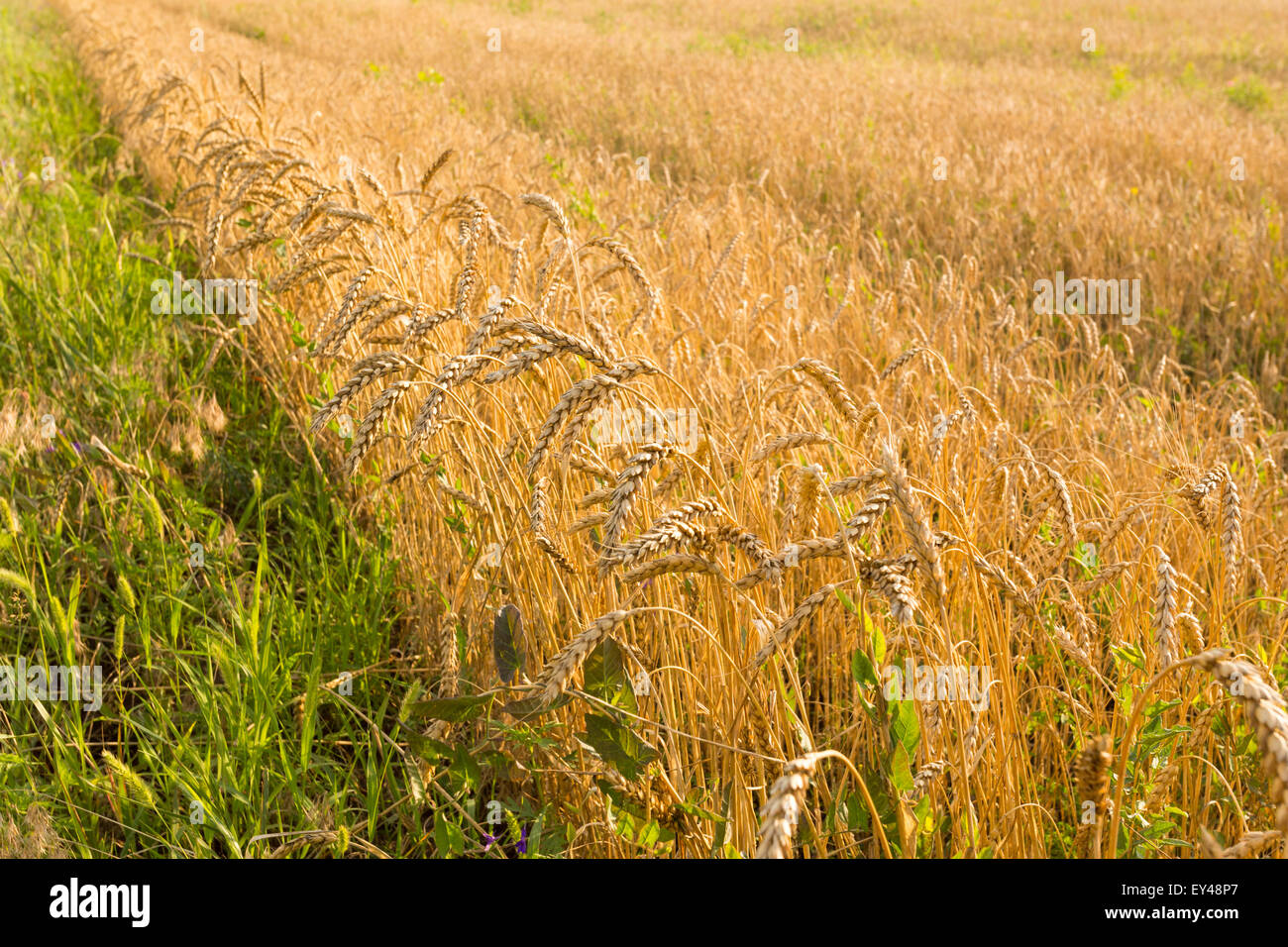Field border plant hi-res stock photography and images - Alamy