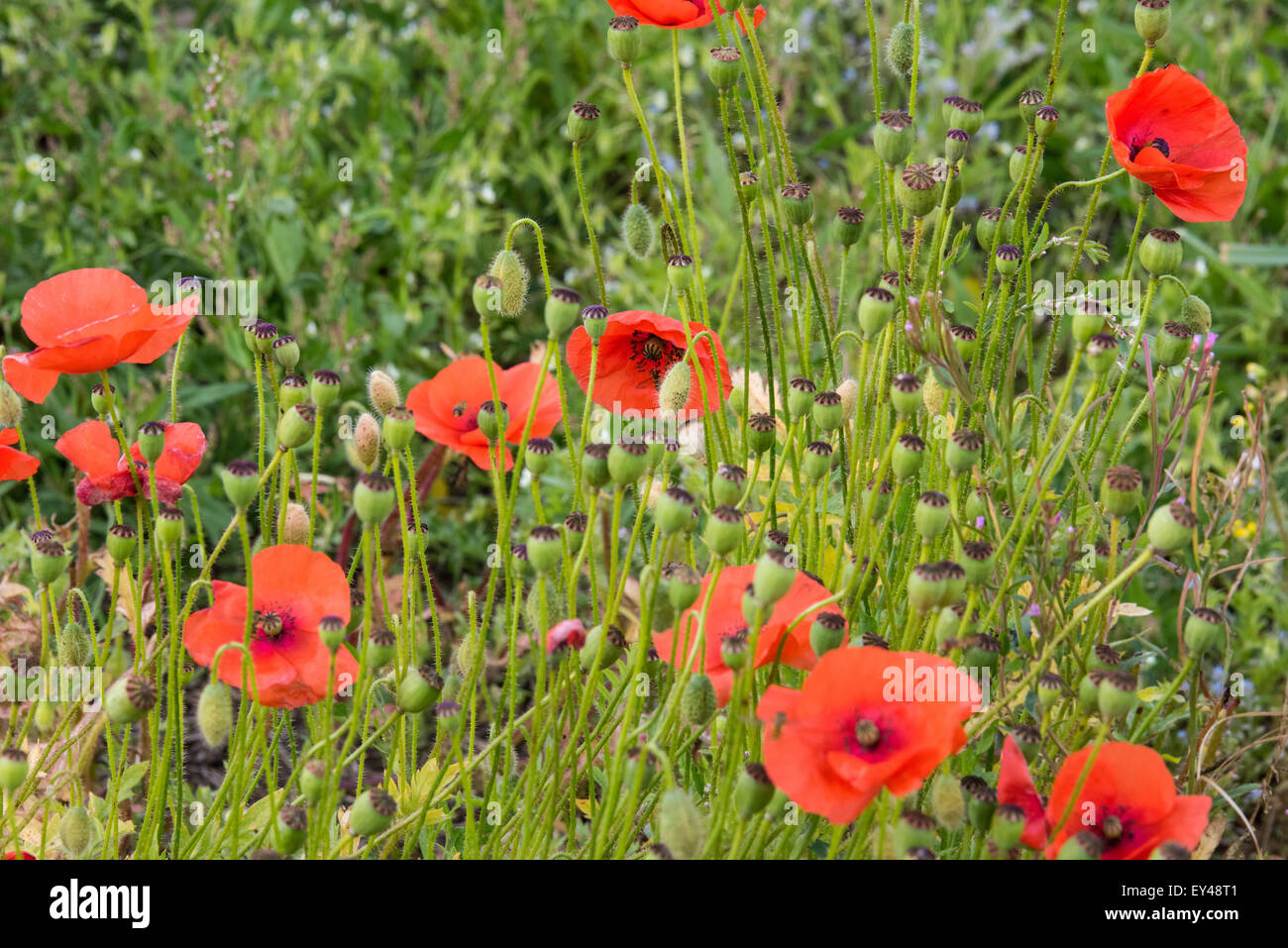 Poppies uk garden hi-res stock photography and images - Alamy