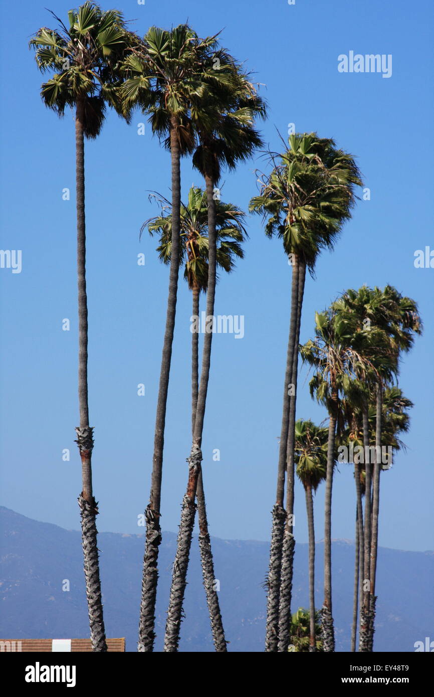 Tall palm trees on the Pacific Coast Highway near Santa Barbara Stock ...