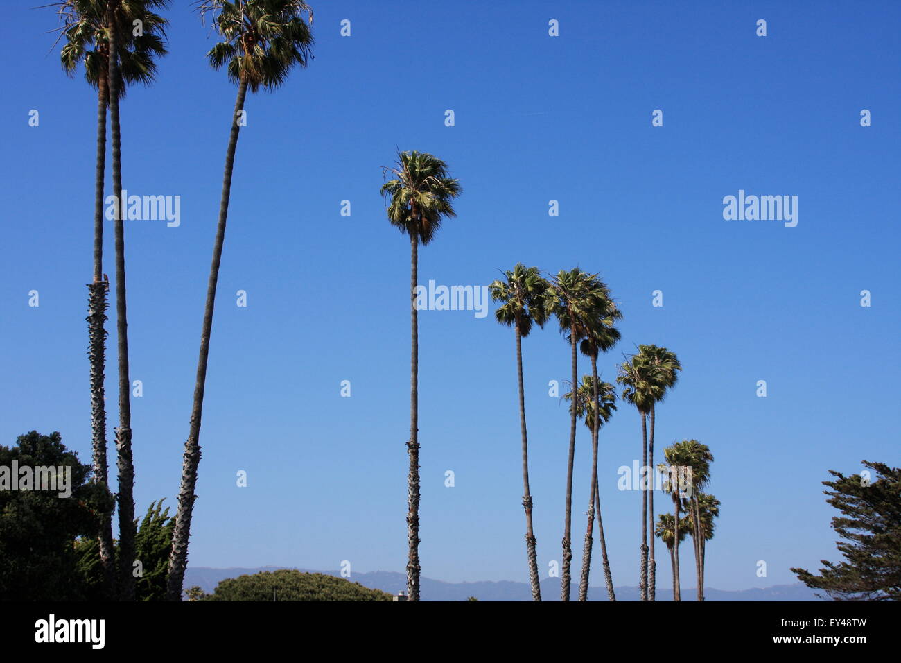 Tall palm trees on the Pacific Coast Highway near Santa Barbara Stock ...