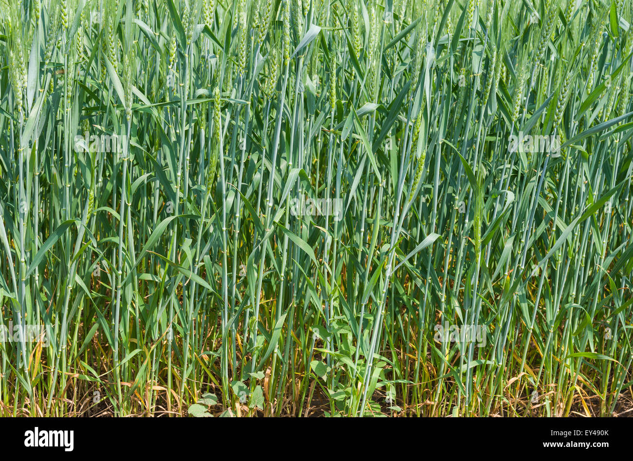 Natural background - unripe crops close-up Stock Photo - Alamy