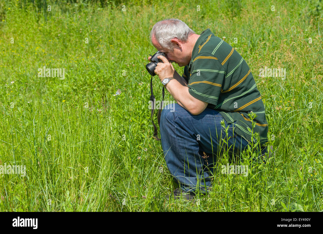 Enthusiastic mature photographer taking a photo of Common Blue ...