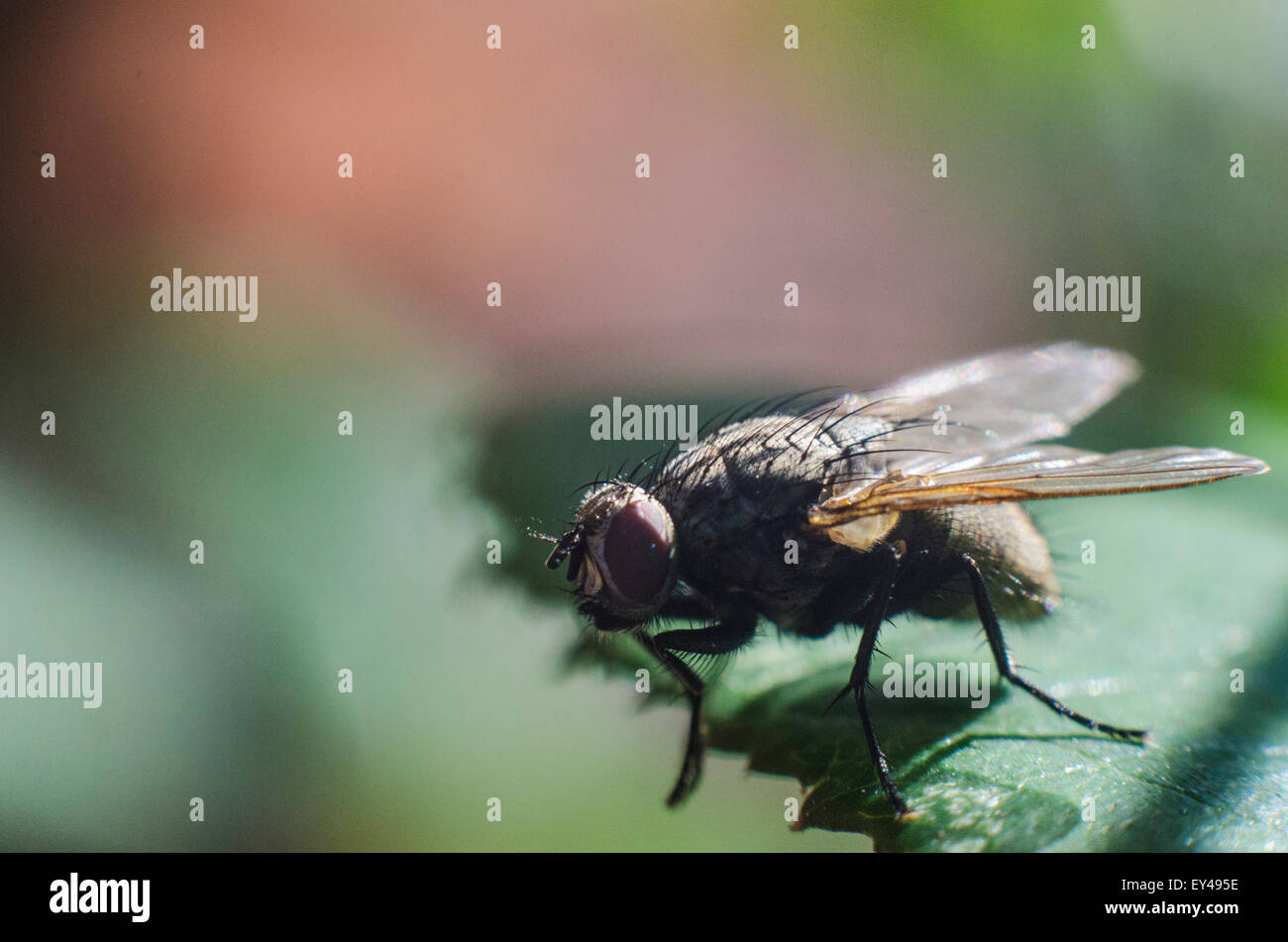 Legs fly hi-res stock photography and images - Alamy