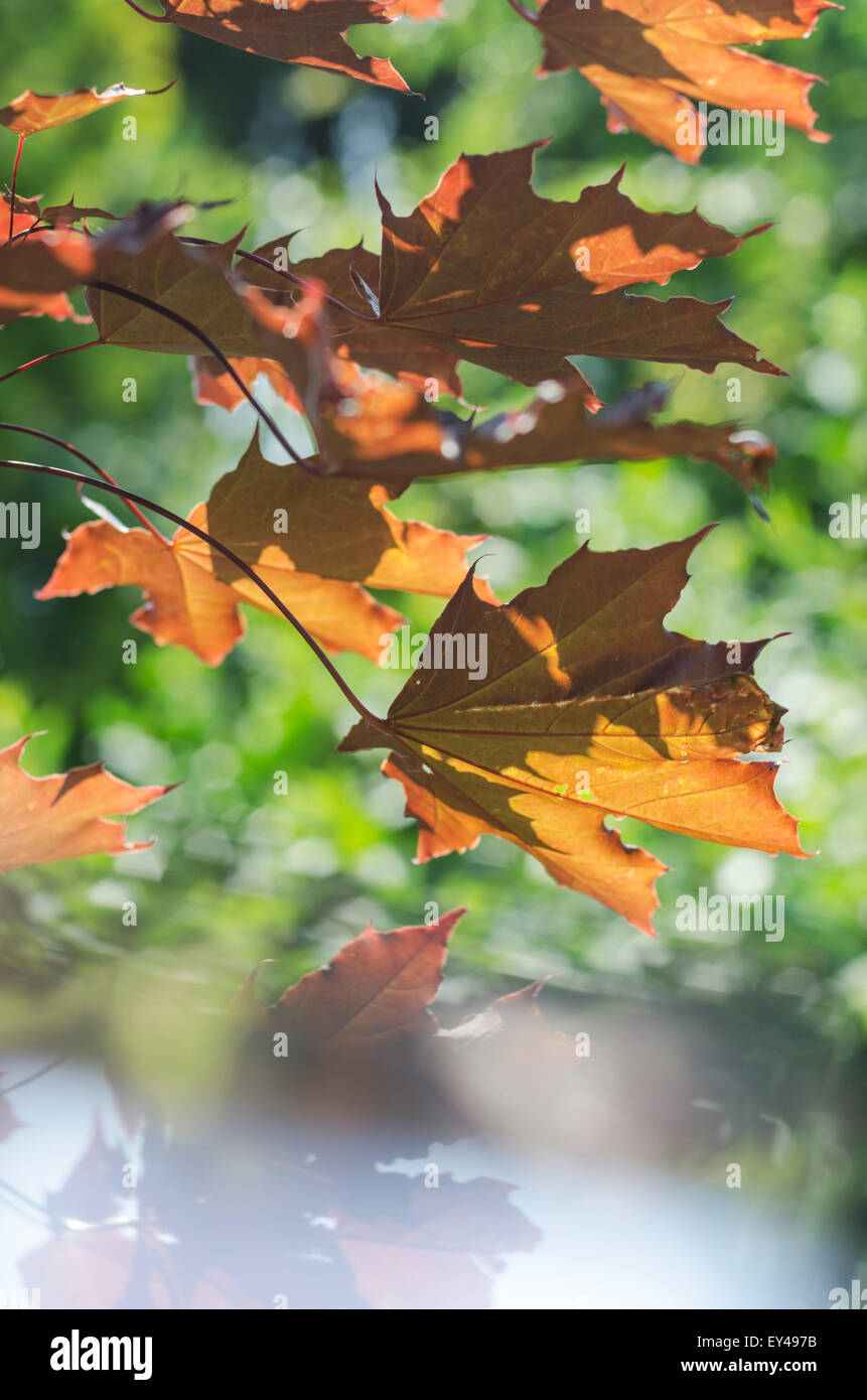 Leaves in the sun Stock Photo - Alamy