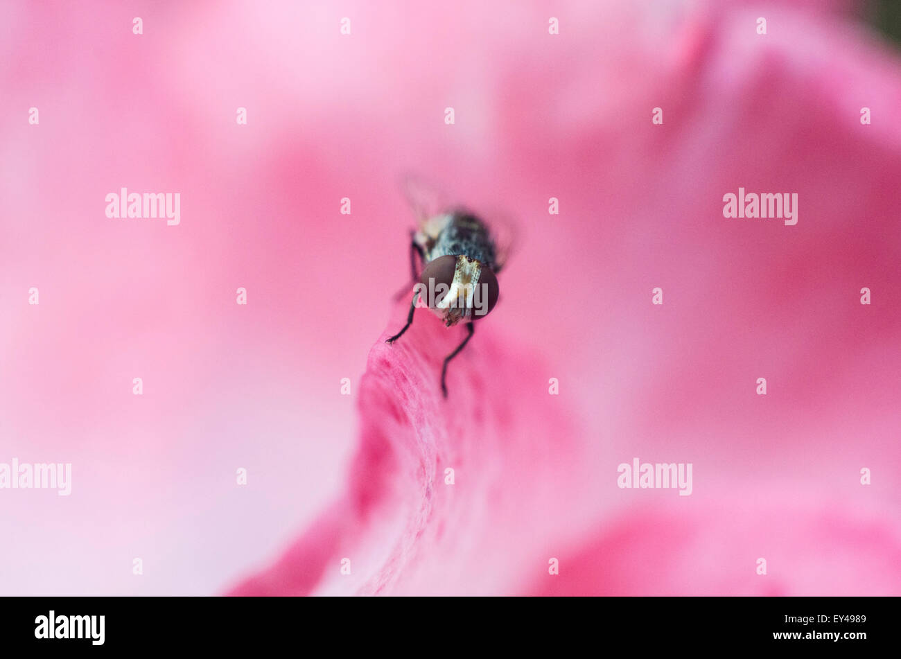 A fly on the flower petal Stock Photo - Alamy