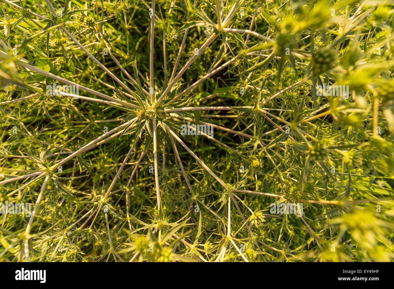 Tumbleweed at sunset hi-res stock photography and images - Alamy