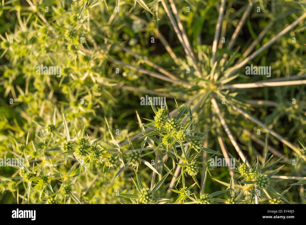 Tumbleweed close-up at sunset, top view Stock Photo - Alamy