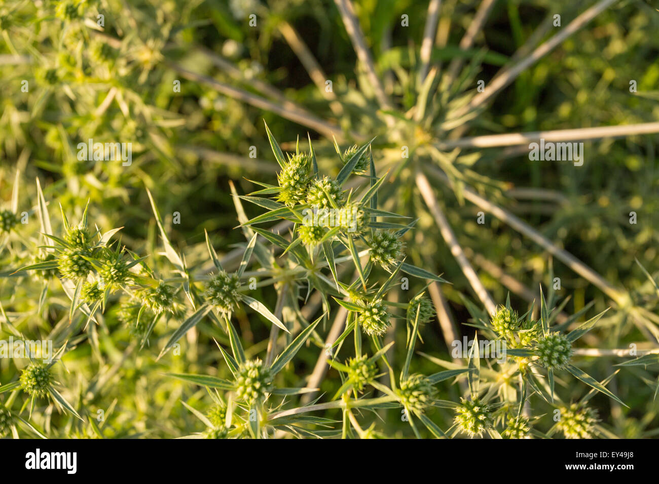 Tumbleweed close-up at sunset, top view Stock Photo - Alamy