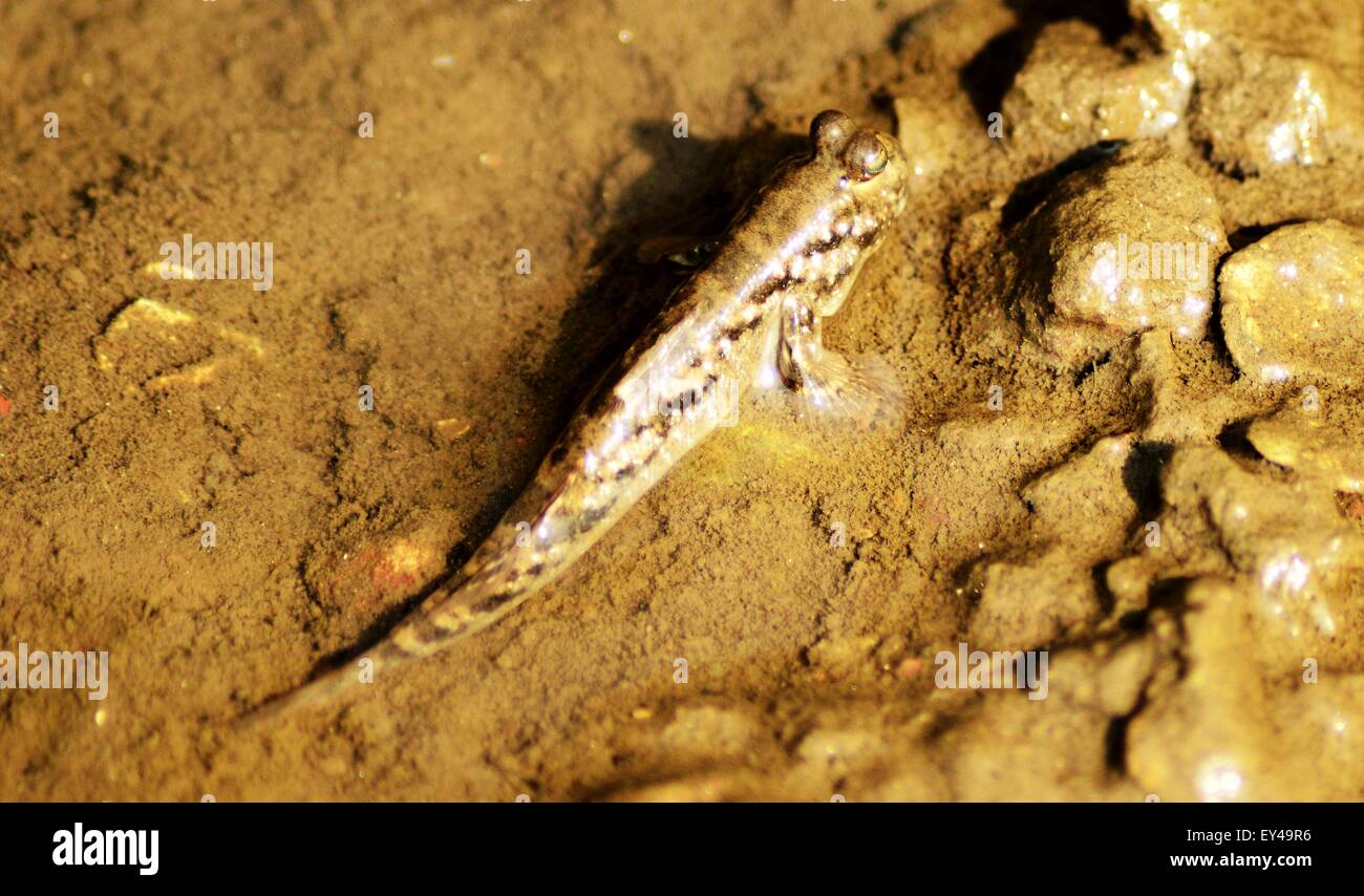 Mudskipper hi-res stock photography and images - Alamy