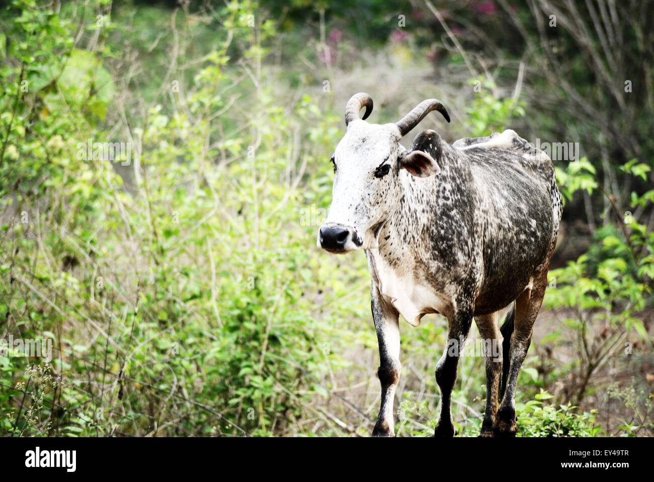 Black And White Ox Stock Photos & Black And White Ox Stock Images - Alamy