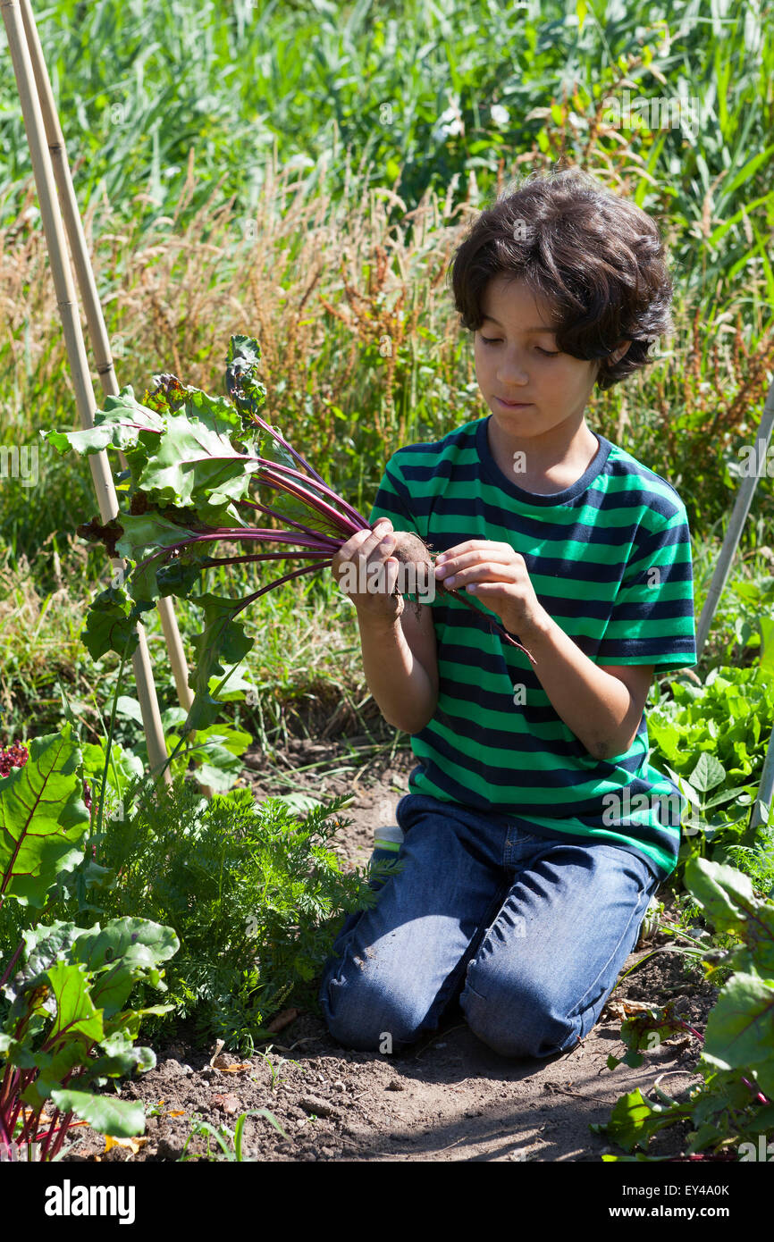 Little boy in the vegetable garden looking at a fresh picked red beet ...