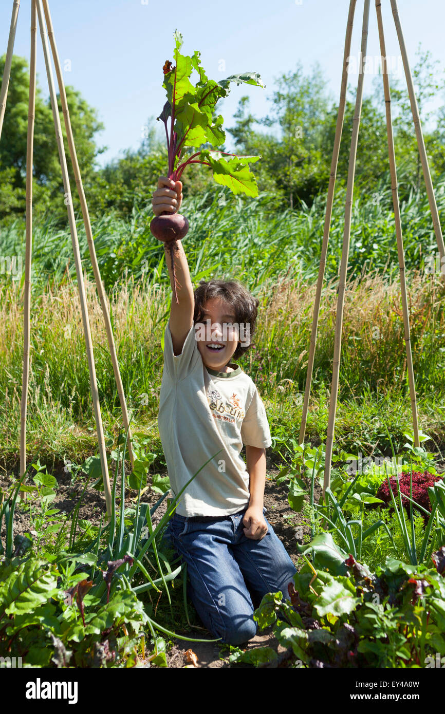 Little boy in the vegetable garden showing a fresh picked red beet ...