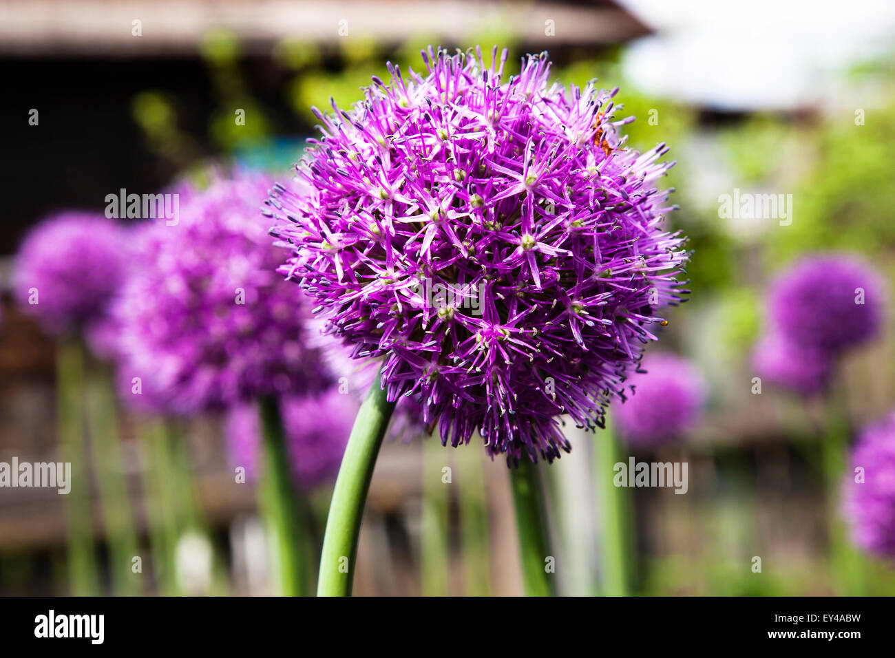 Garlic plant flower hi-res stock photography and images - Alamy