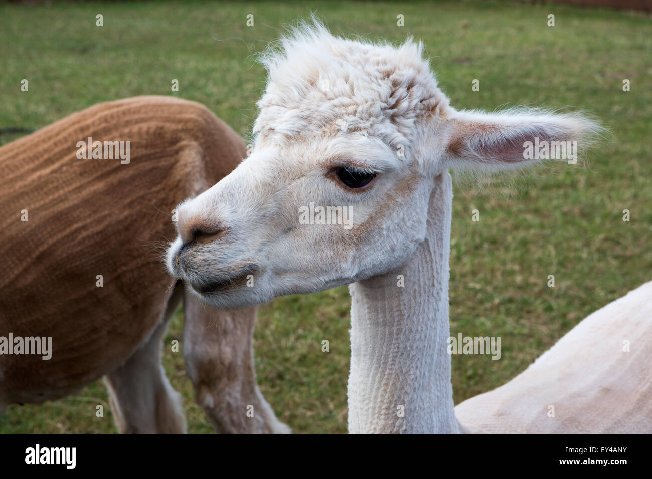 The head of a freshly shorn Alpaca Stock Photo - Alamy