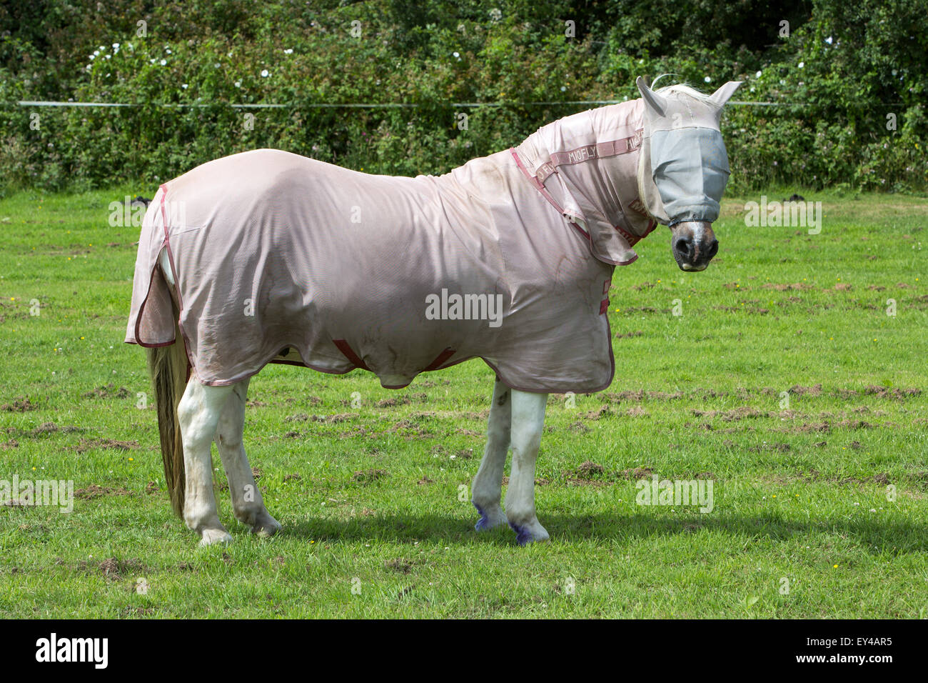 A horse with protective covering Stock Photo - Alamy