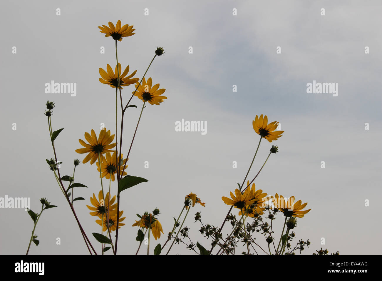 Yellow flowers in hi-res stock photography and images - Alamy