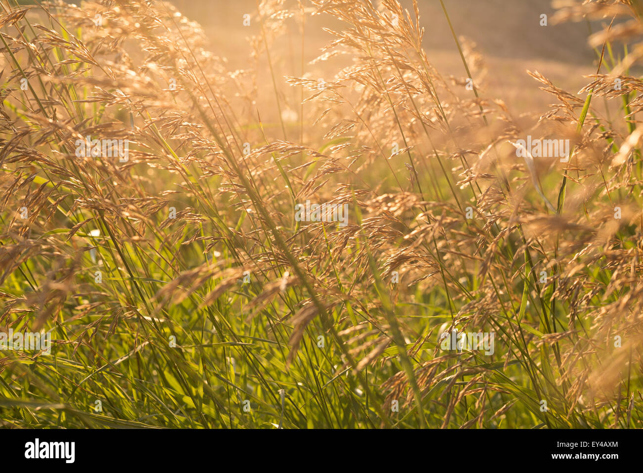 Meadow grass in backlight at sunset Stock Photo - Alamy