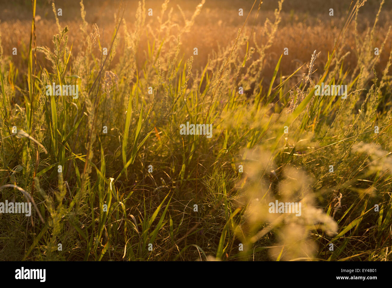 Meadow grass in backlight at sunset Stock Photo - Alamy