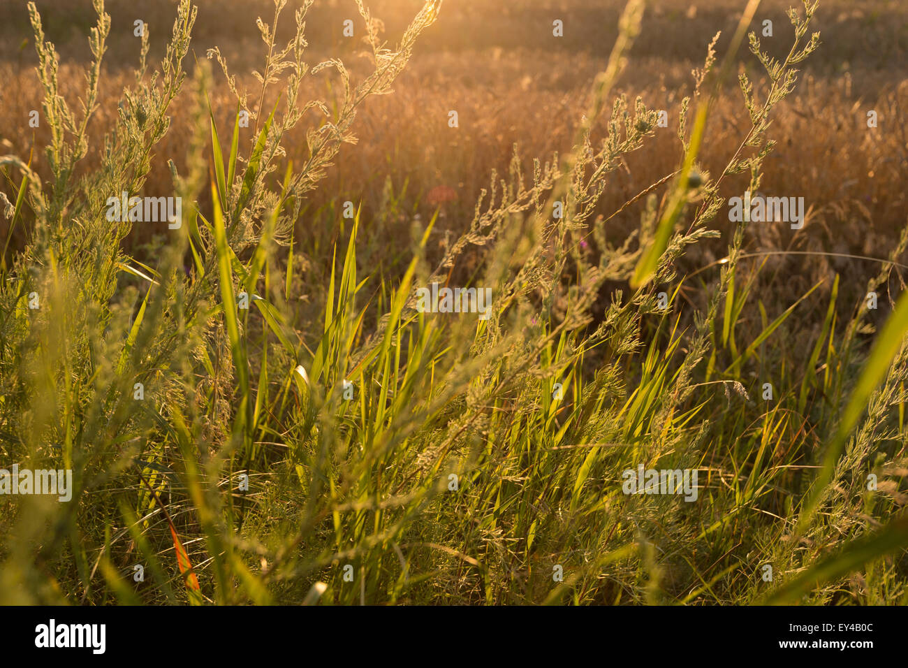 Meadow grass in backlight at sunset Stock Photo - Alamy