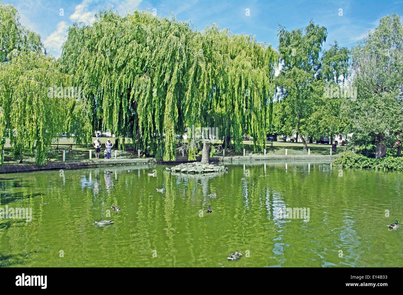 Writtle village pond on green hi-res stock photography and images - Alamy