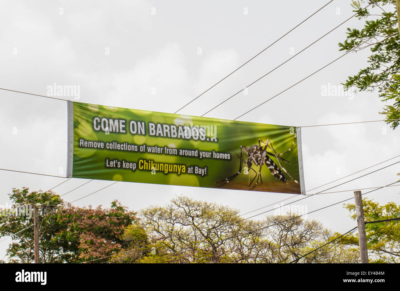 Warning sign for Chikungunya, Barbados Stock Photo - Alamy