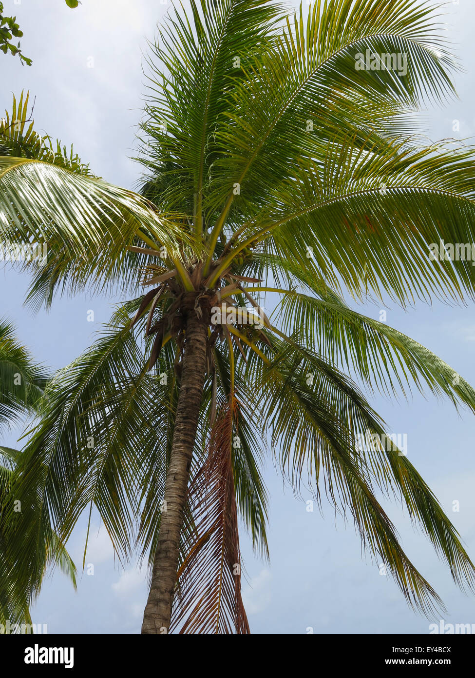 Coconut Tree (Cocos nucifera), Barbados Stock Photo - Alamy