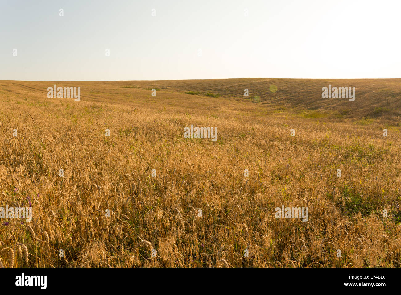 Backlight wheat hi-res stock photography and images - Alamy