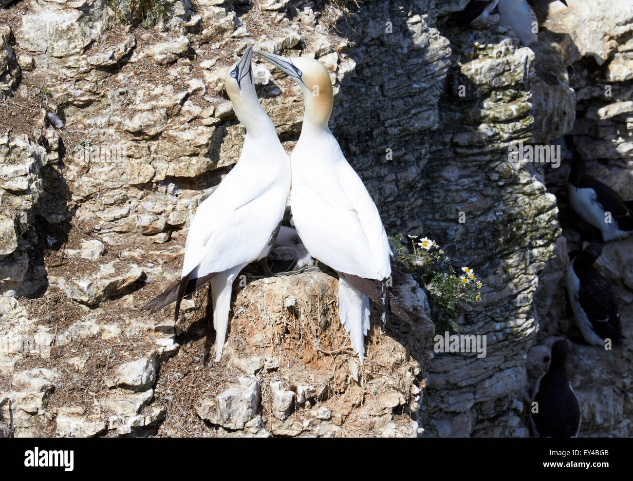 Gannets pair bonding Stock Photo - Alamy